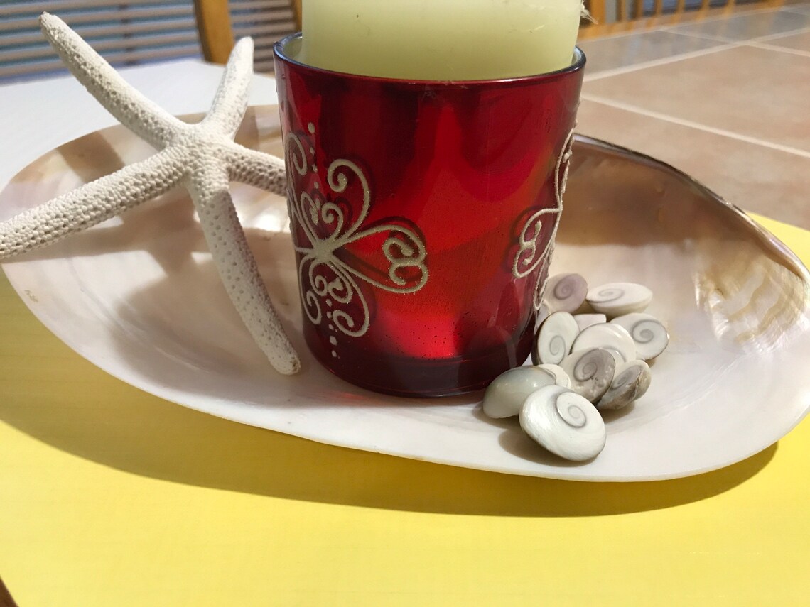 Giant Mussel Shell 9 Inches Natural and Magnificent Nature's Stunning ...