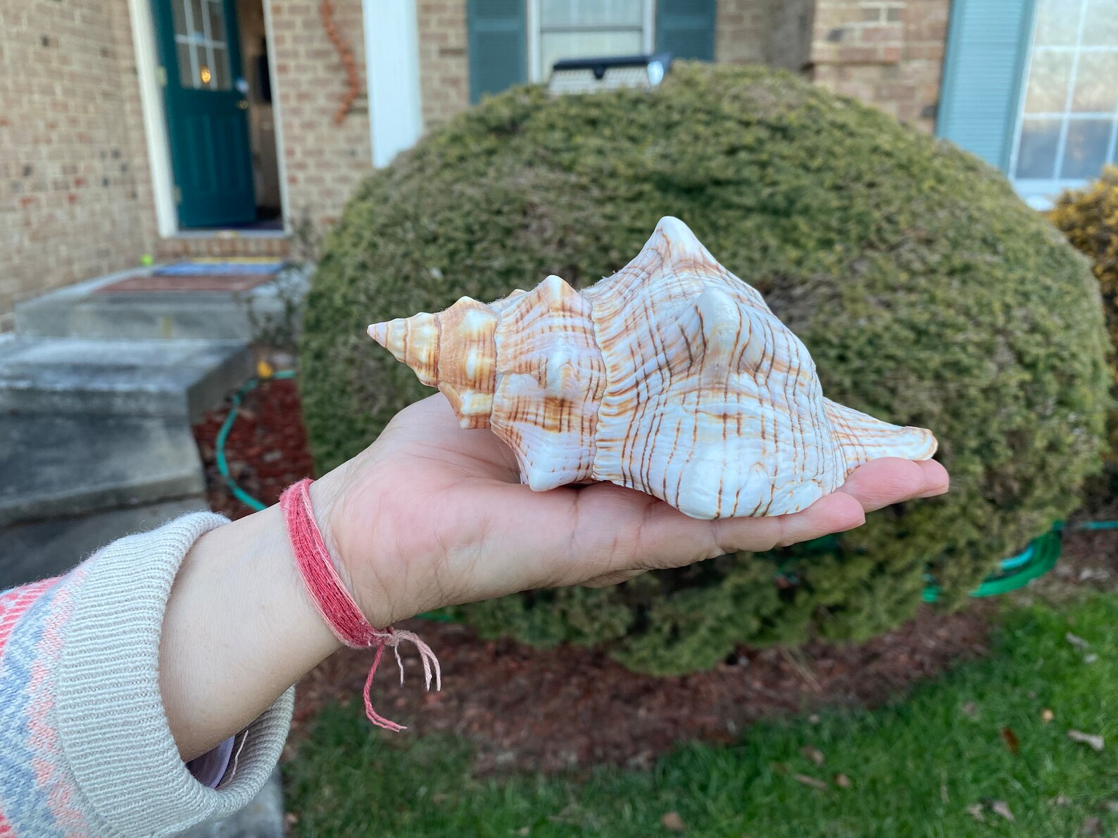 Exquisite 6-inch Brown Horse Conch Shell Magnificent Oceanic Beauty ...