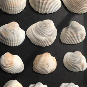 White Ark Clam Shells Medium Size, for Shell Craft Projects, for ...
