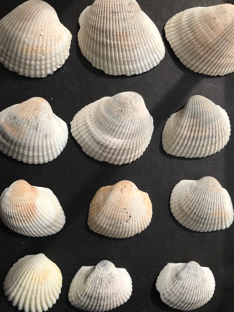 White Ark Clam Shells Medium Size, for Shell Craft Projects, for ...