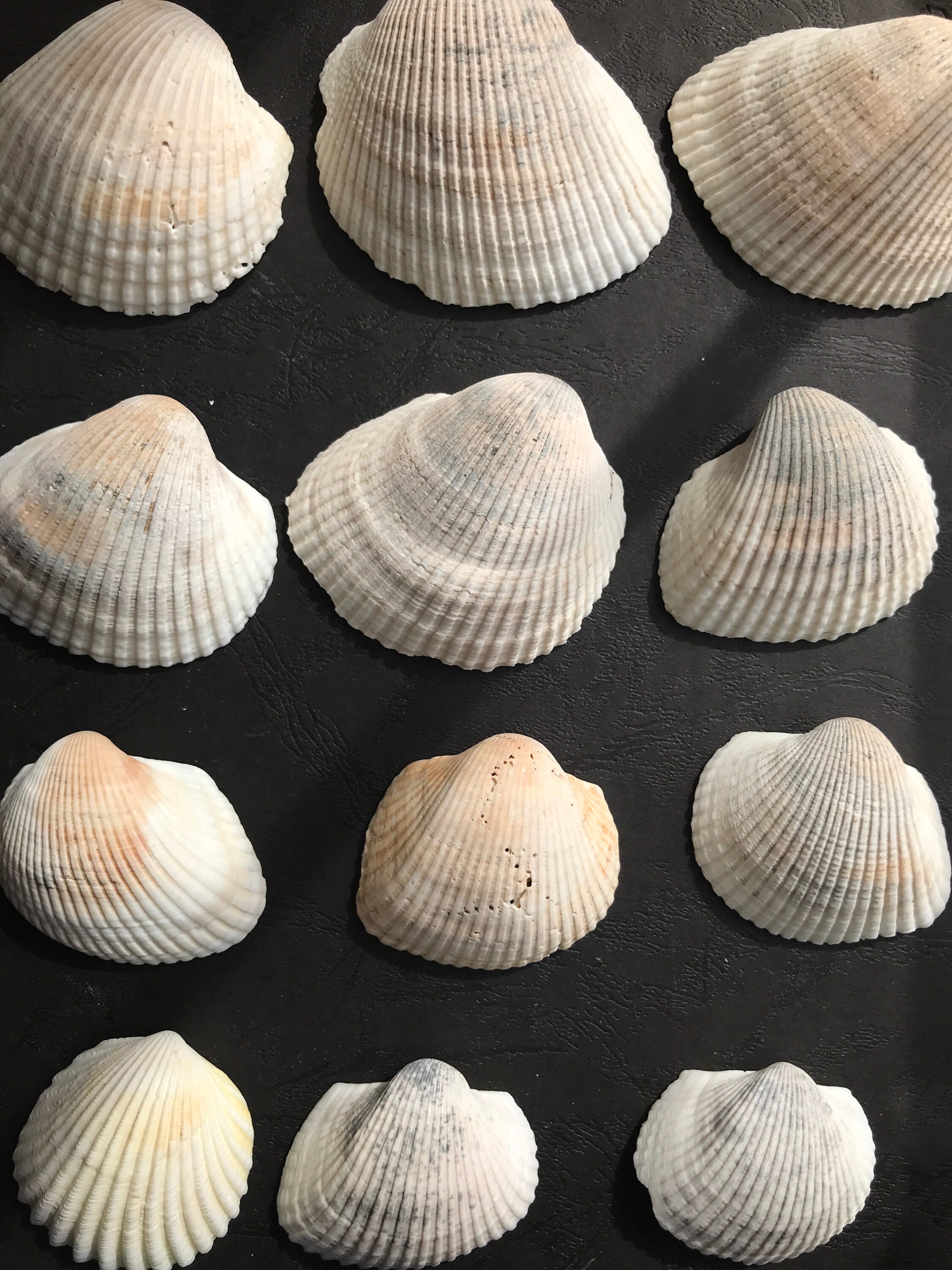 White Ark Clam Shells Medium Size, for Shell Craft Projects, for ...