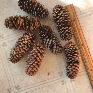 10 Pine Cones Measuring Between 4 in to 5 in for Christmas Wreaths ...