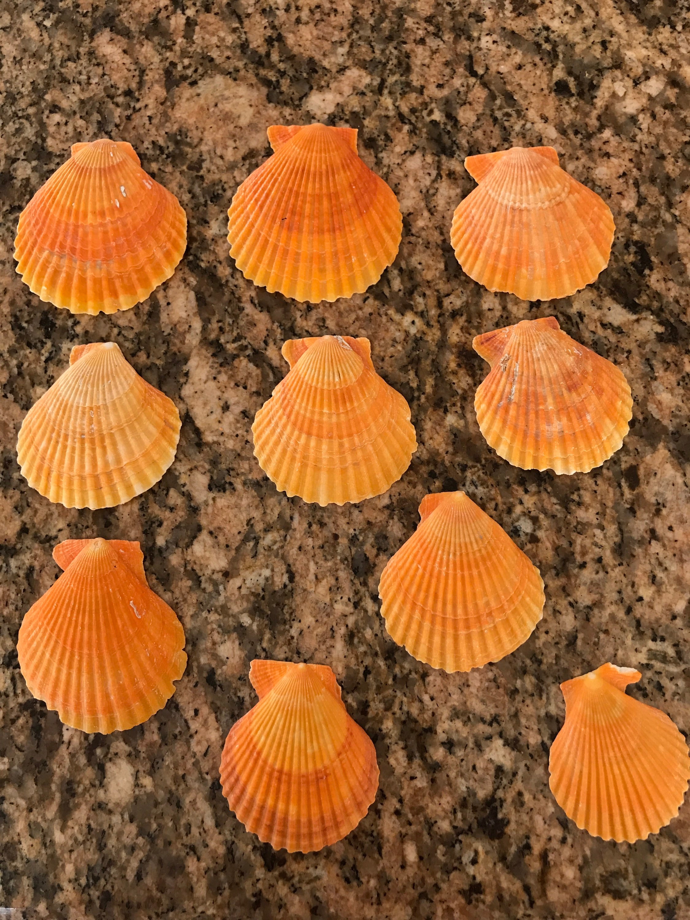 Orange Scallop Shells: Natural Coastal Wedding Centerpiece Supplies - Etsy