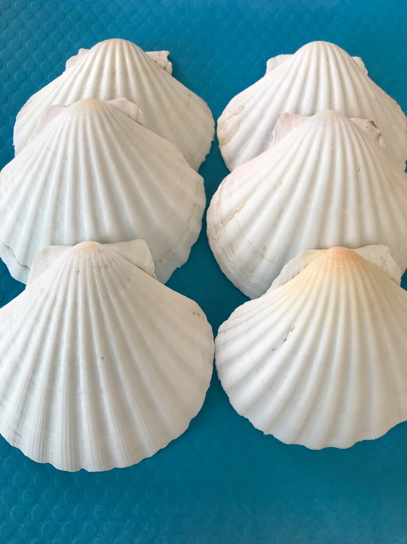 Irish Scallop Shells 4.5-in for Coastal Décor & Crafts, Coastal Living ...