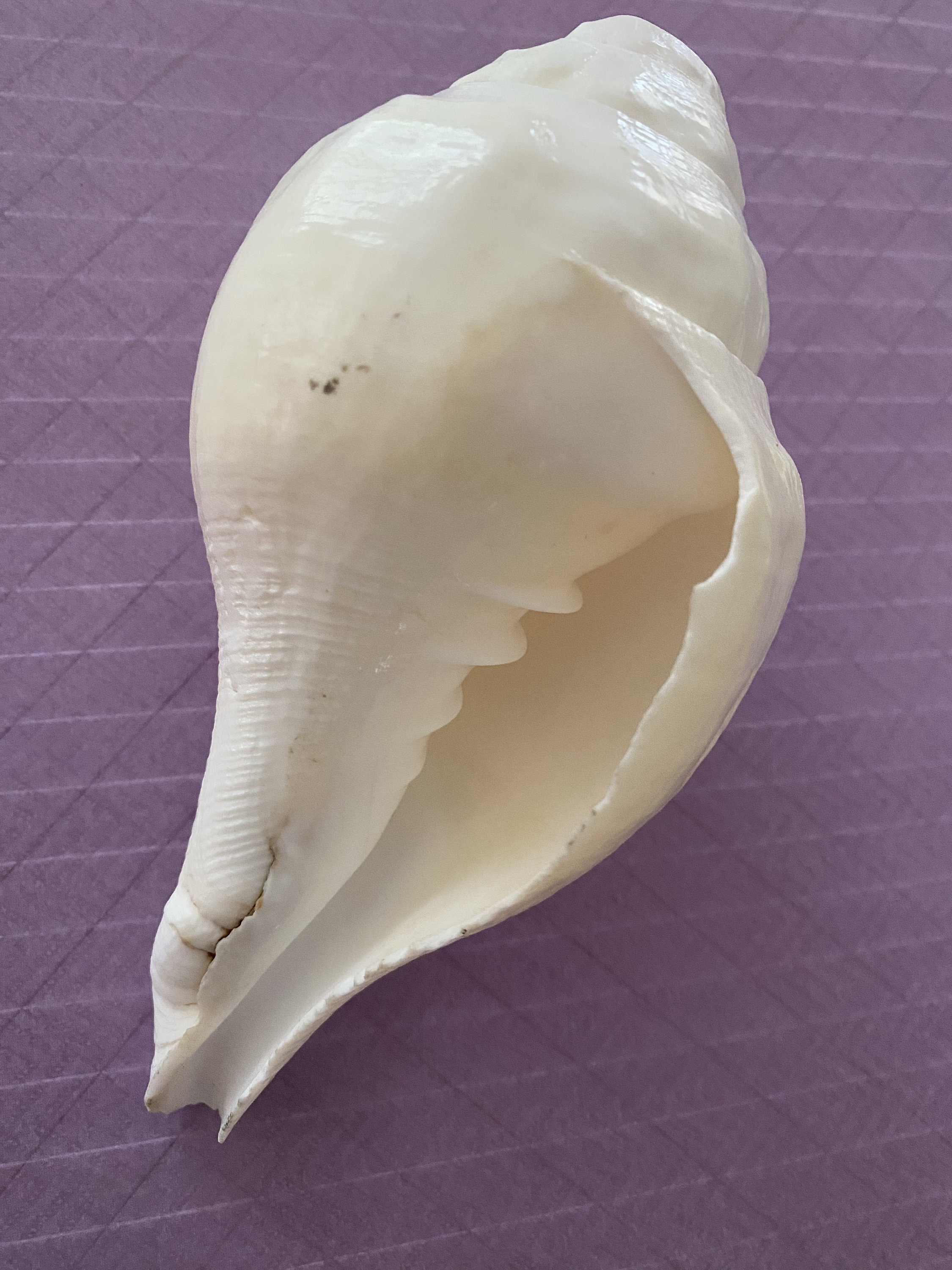 Large White Conch Nautical Decorative Accent Beach Themed Decor Wedding ...