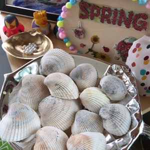 White Ark Clam Shells Medium Size, for Shell Craft Projects, for ...