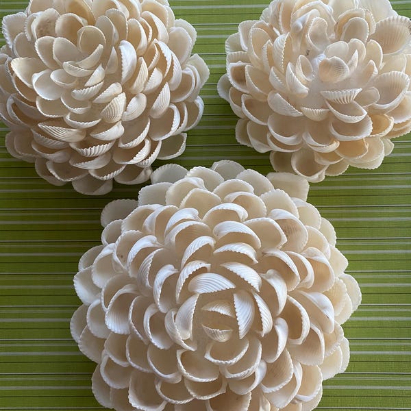 Shell Arrangements - Etsy