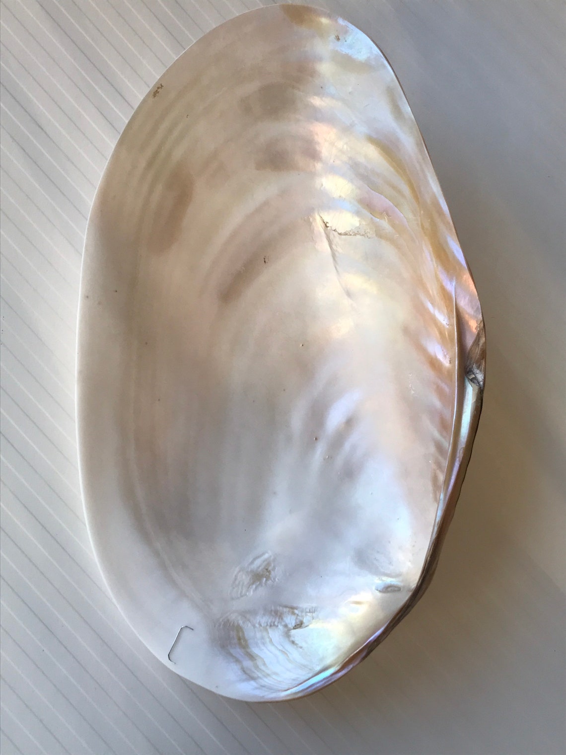 Giant Mussel Shell 9 Inches Natural and Magnificent Nature's Stunning ...