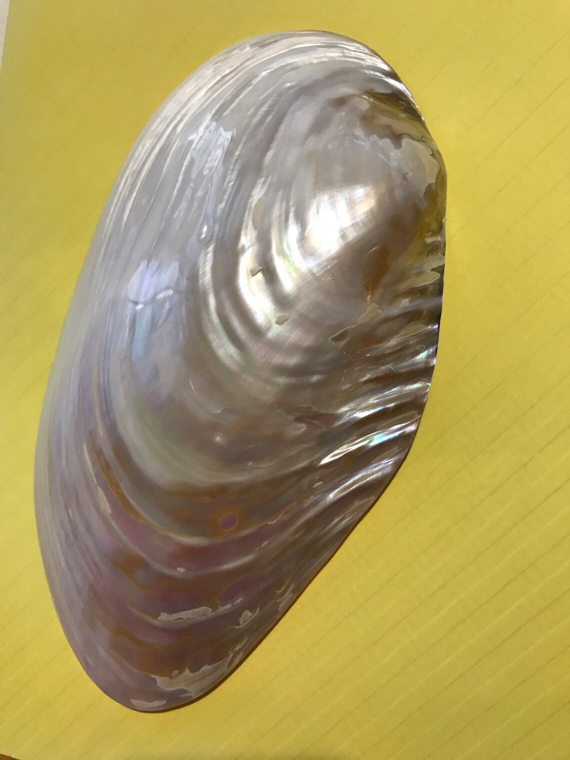 Giant Mussel Shell 9 Inches Natural and Magnificent Nature's Stunning ...