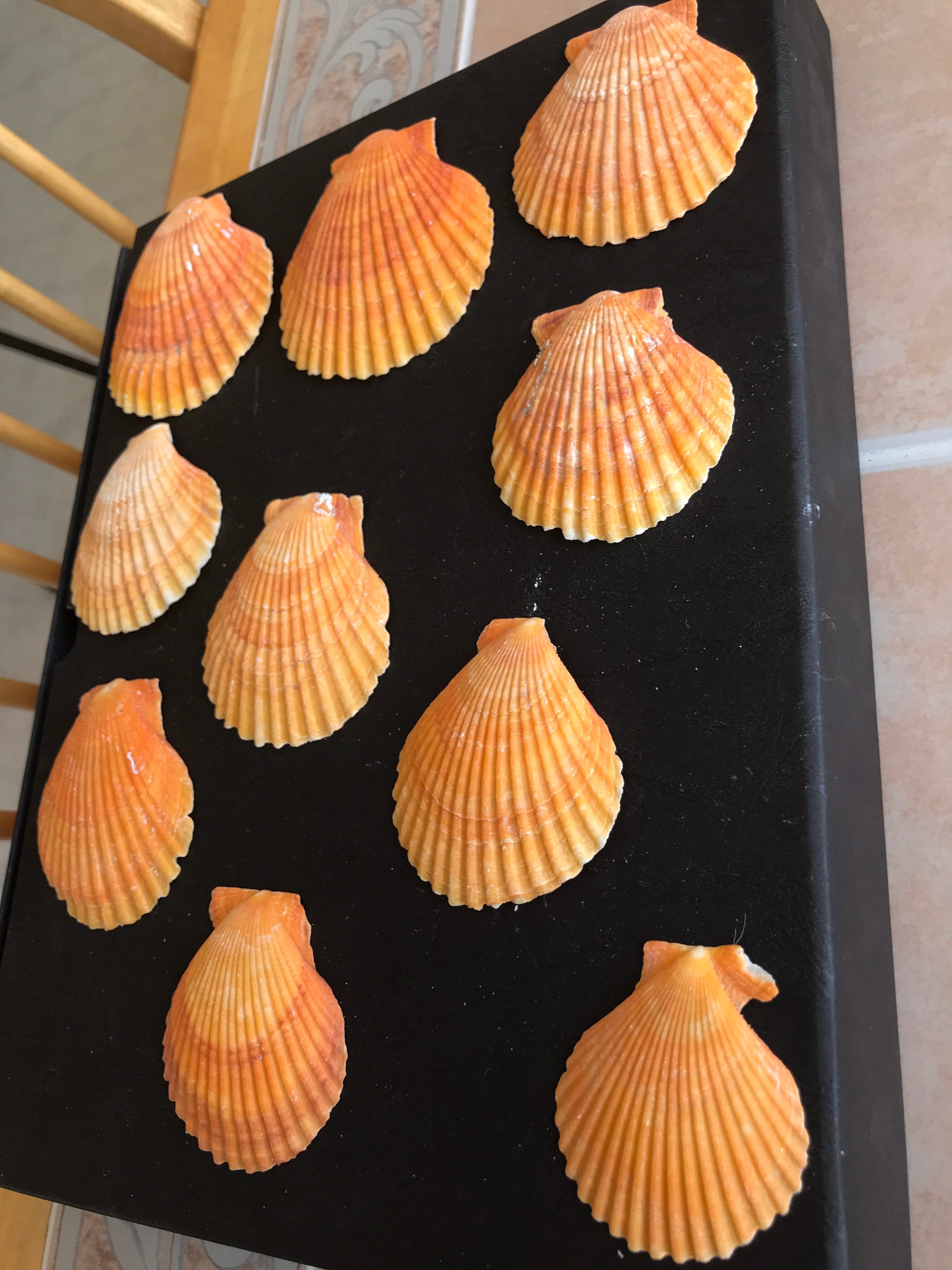 Orange Scallop Shells: Natural Coastal Wedding Centerpiece Supplies - Etsy