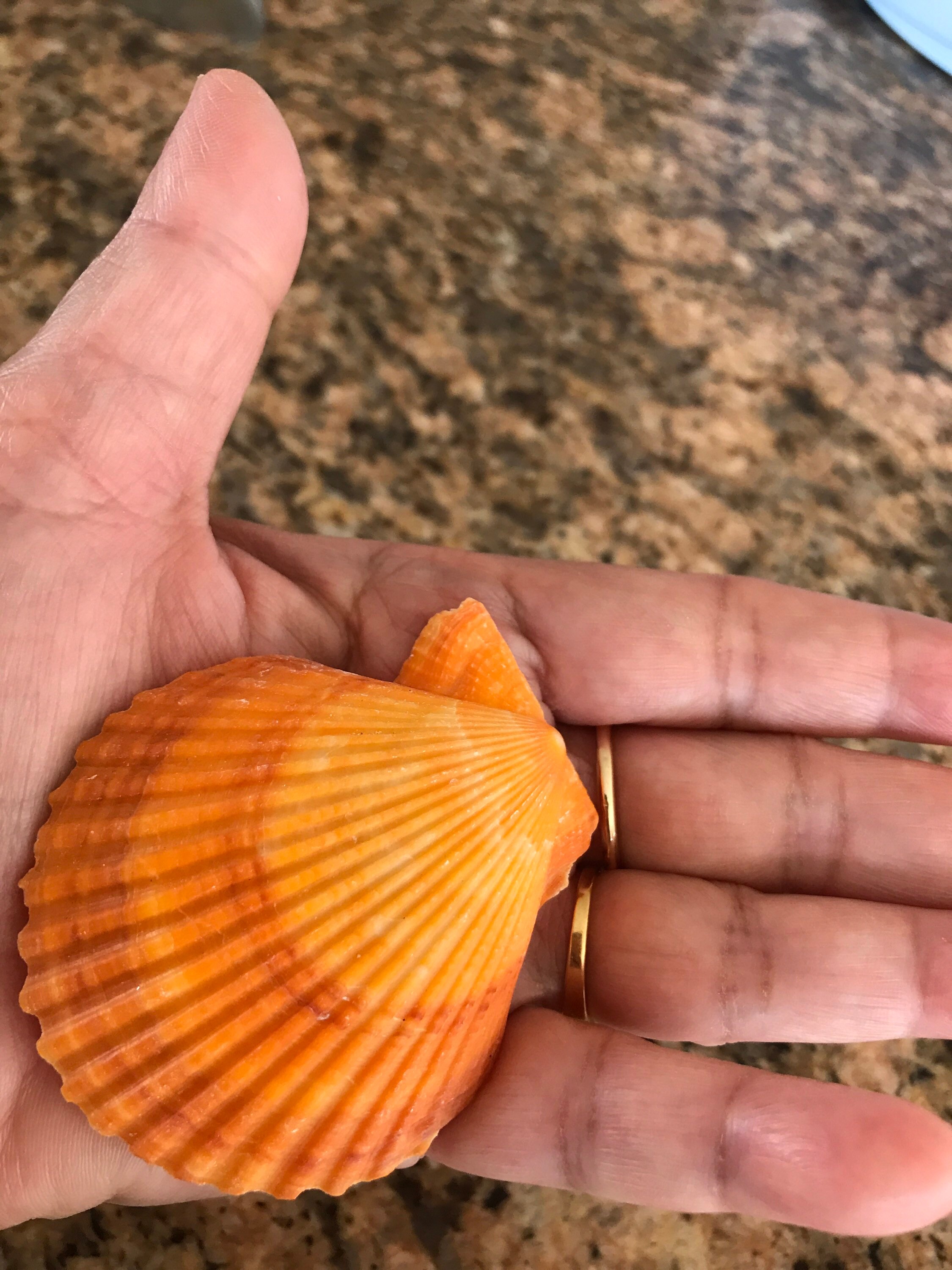 Orange Scallop Natural Shells for Arts and Crafts Baking Cooking Home ...