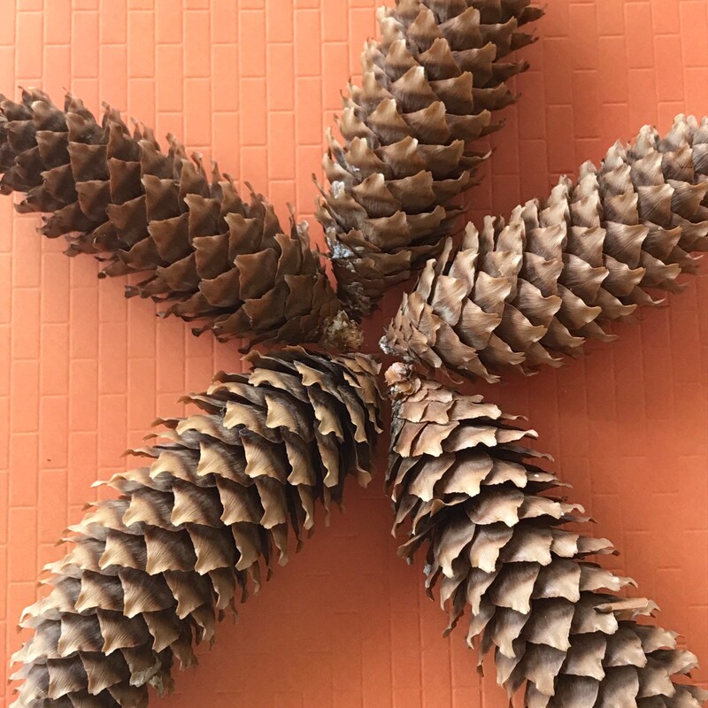 Extra Large Pine Cones - Etsy