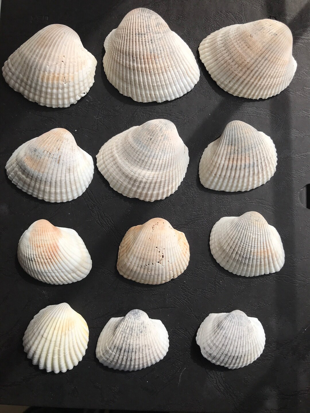 White Ark Clam Shells Medium Size, for Shell Craft Projects, for ...