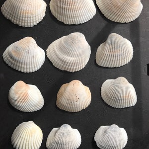 White Ark Clam Shells Medium Size, for Shell Craft Projects, for ...