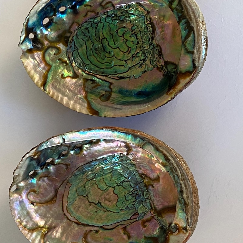 Abalone Shell - Etsy