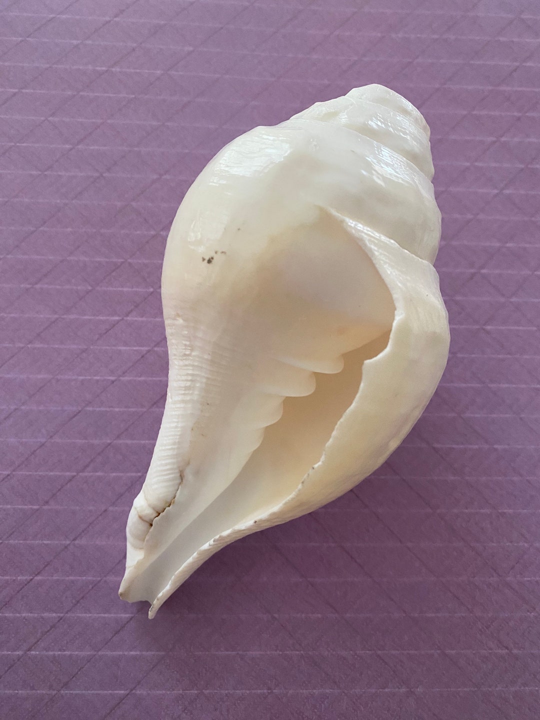 Large White Conch Nautical Decorative Accent Beach Themed Decor Wedding ...