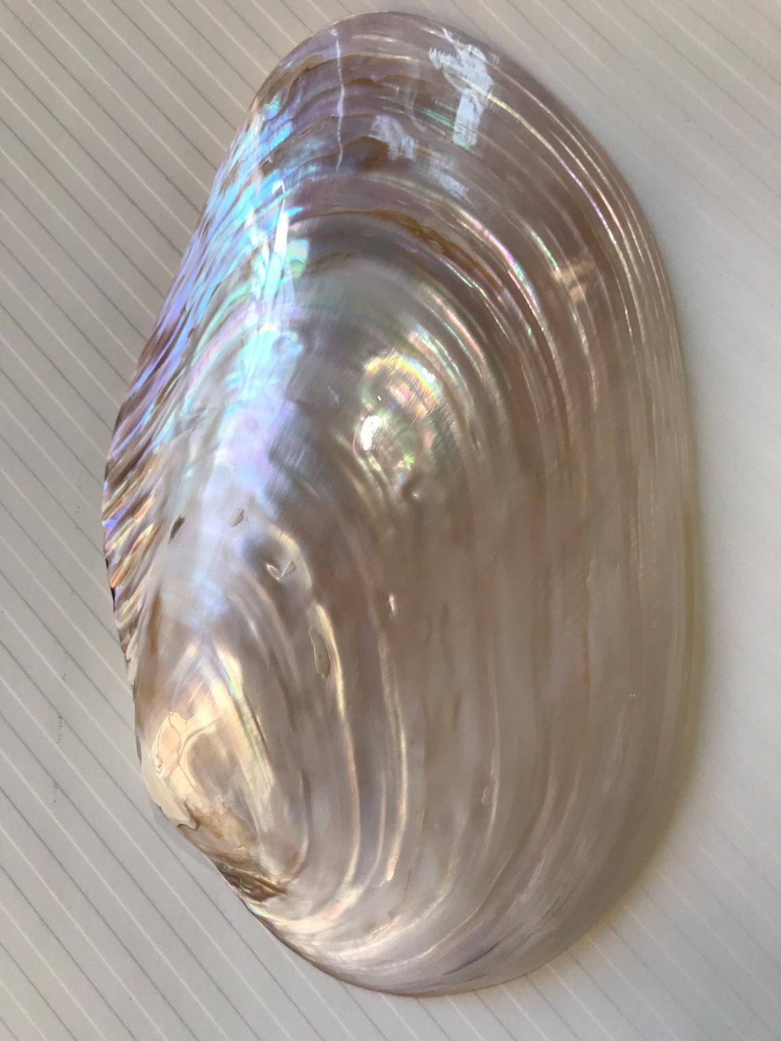 Giant Mussel Shell 9 Inches Natural and Magnificent Nature's Stunning ...