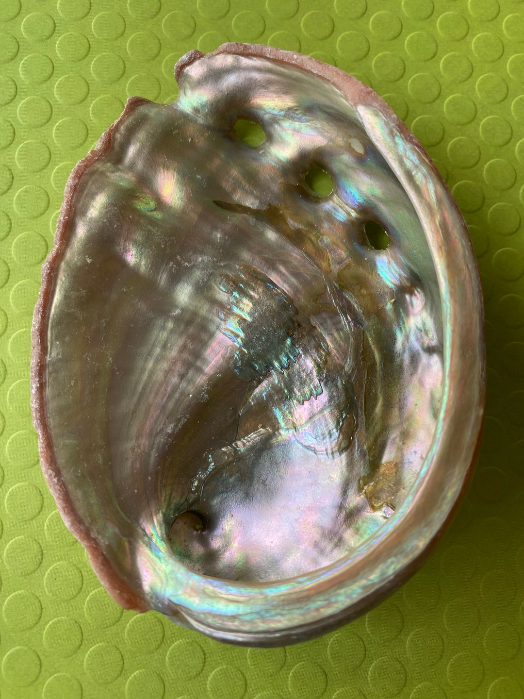 Beach Decor One Red Abalone Shell, Seashell Supply Beach Wedding Craft ...