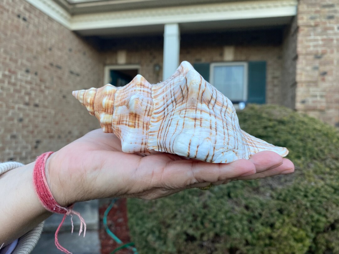 Exquisite 6-inch Brown Horse Conch Shell Magnificent Oceanic Beauty ...