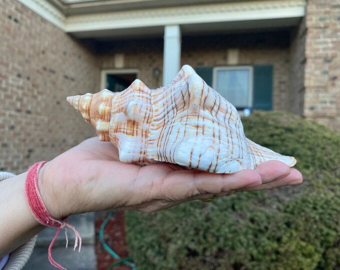 Exquisite 6-inch Brown Horse Conch Shell Magnificent Oceanic Beauty ...