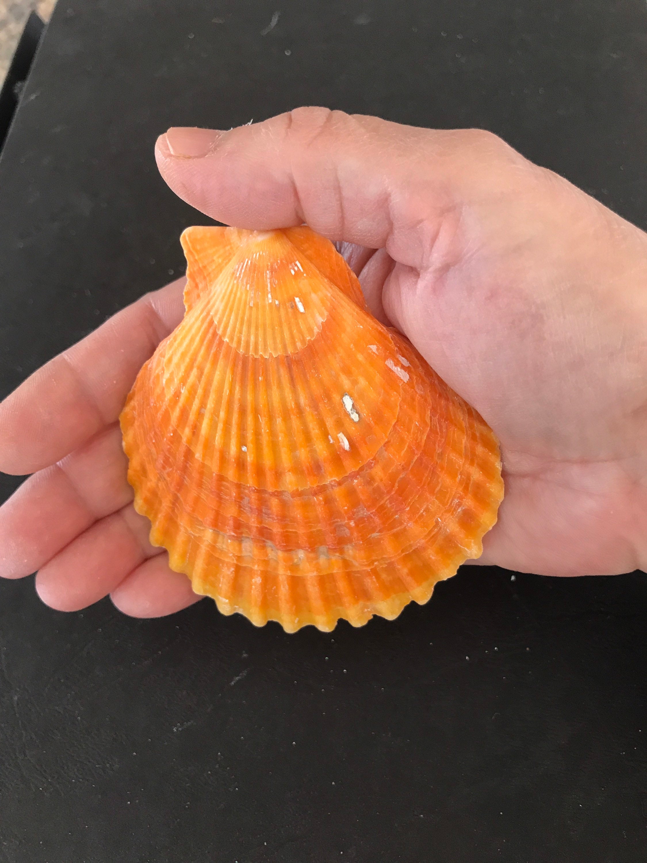 Orange Scallop Shells: Natural Coastal Wedding Centerpiece Supplies - Etsy