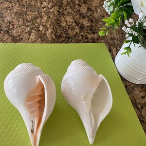 Large White Conch Nautical Decorative Accent Beach Themed Decor Wedding ...