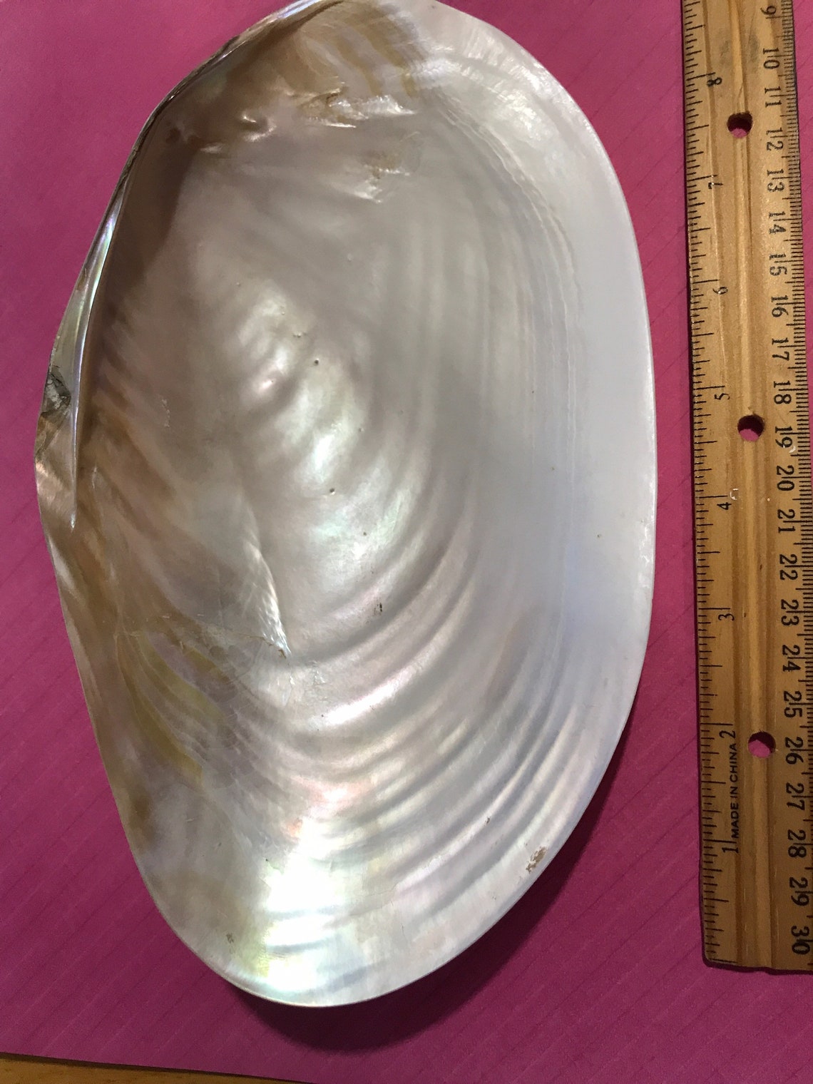 Giant Mussel Shell 9 Inches Natural and Magnificent Nature's Stunning ...
