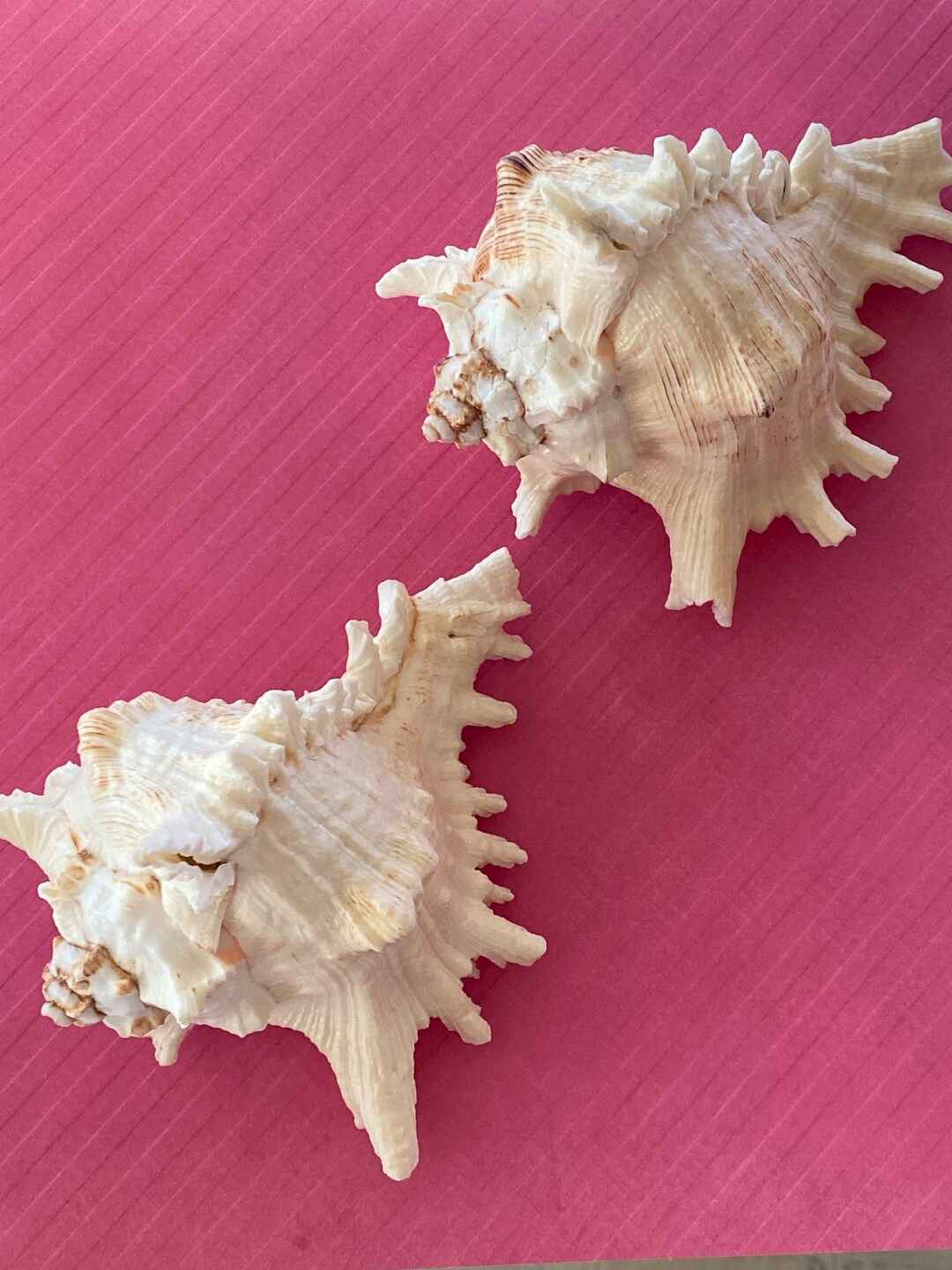 Murex Ramosus Shell 5.5 in - 6 in Real Natural Seashell Pink White ...