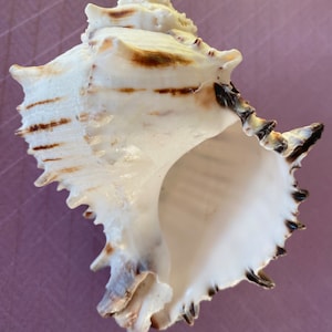 Large Murex Conch Seashell: Black and White Spiky Coastal Decor - Etsy