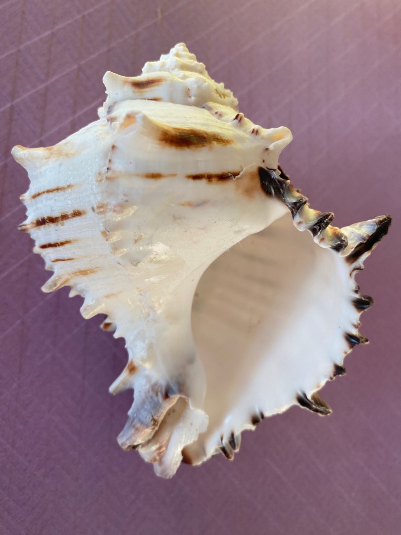 Large Murex Conch Seashell Black and White Spiral, Spiky Texture ...