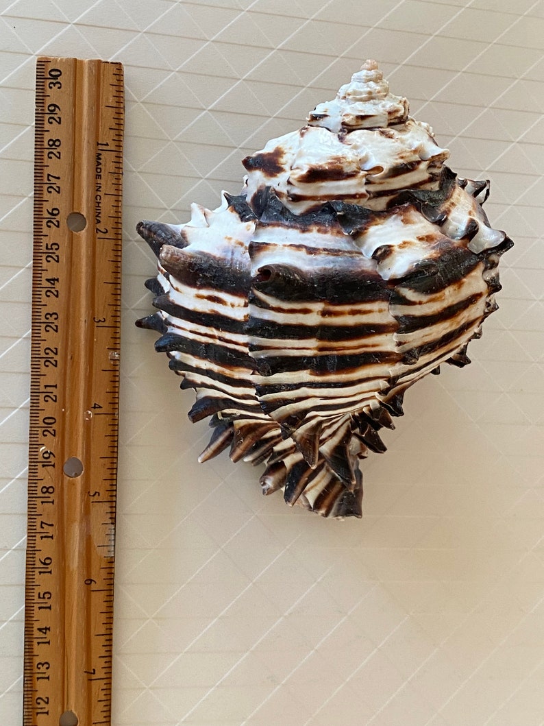 Large Murex Conch Seashell Black and White Spiral, Spiky Texture ...
