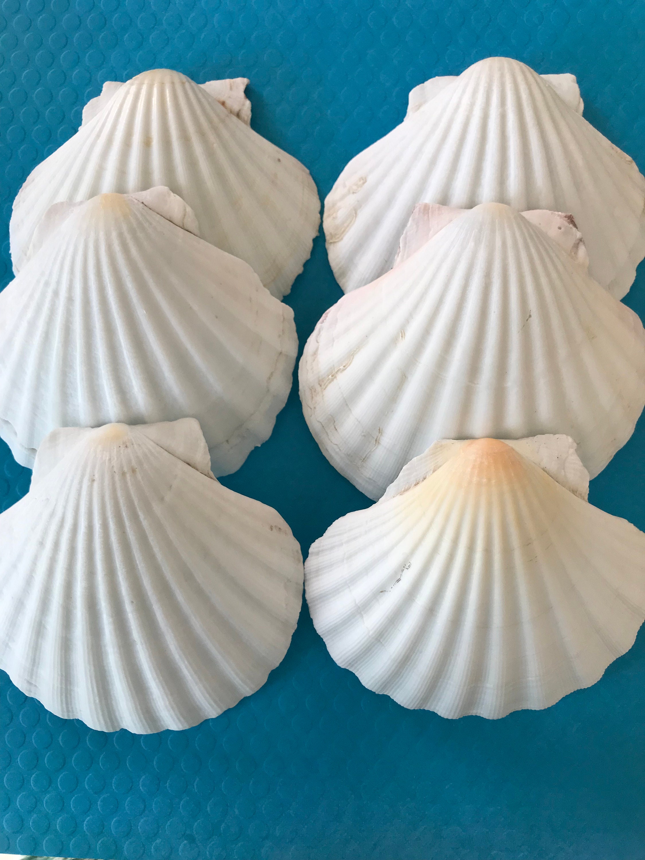 Irish Scallop Shells 4.5-in for Coastal Décor & Crafts, Coastal Living ...