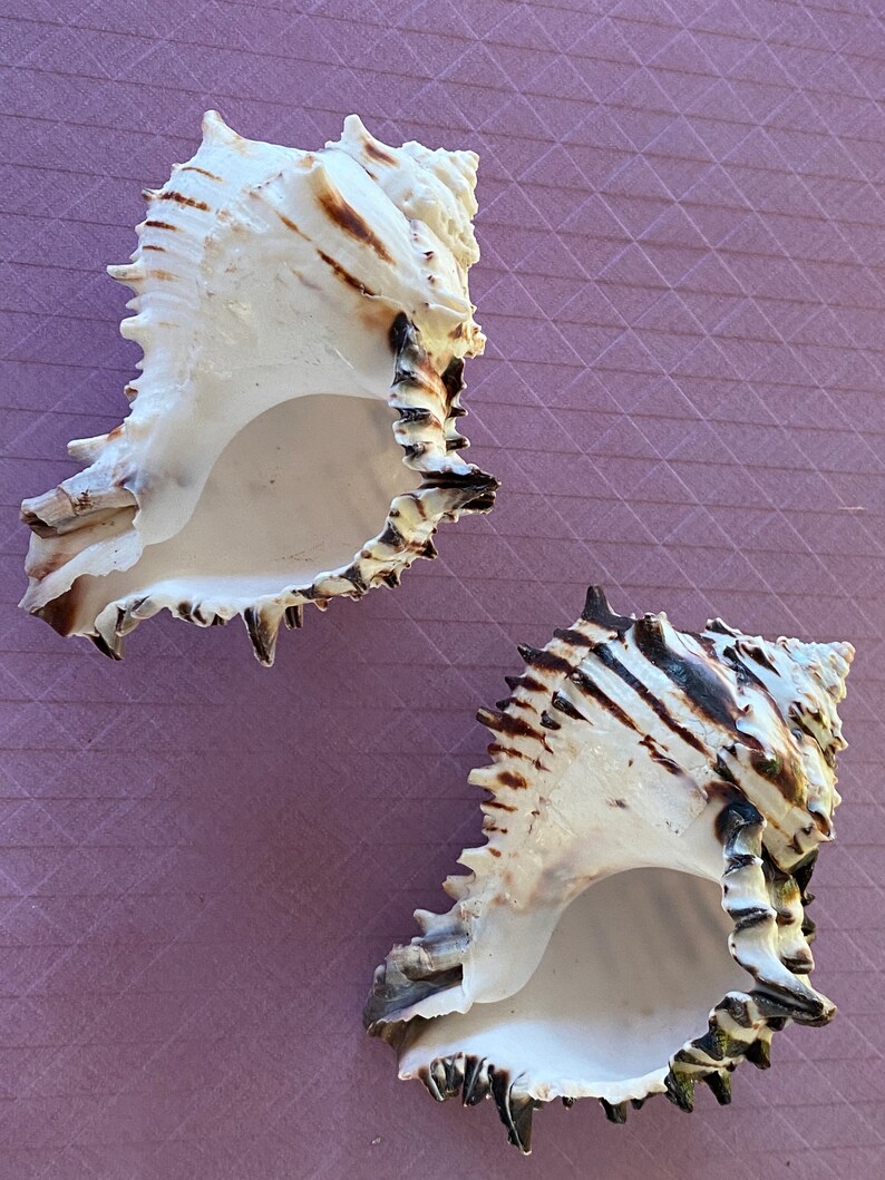 Large Murex Conch Seashell Black and White Spiral, Spiky Texture ...