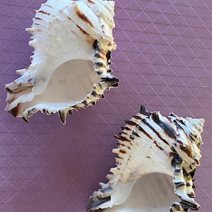Large Murex Conch Seashell Black and White Spiral, Spiky Texture ...