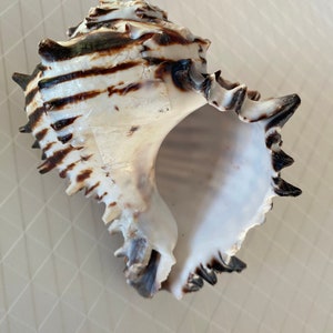 Large Murex Conch Seashell Black and White Spiral, Spiky Texture ...