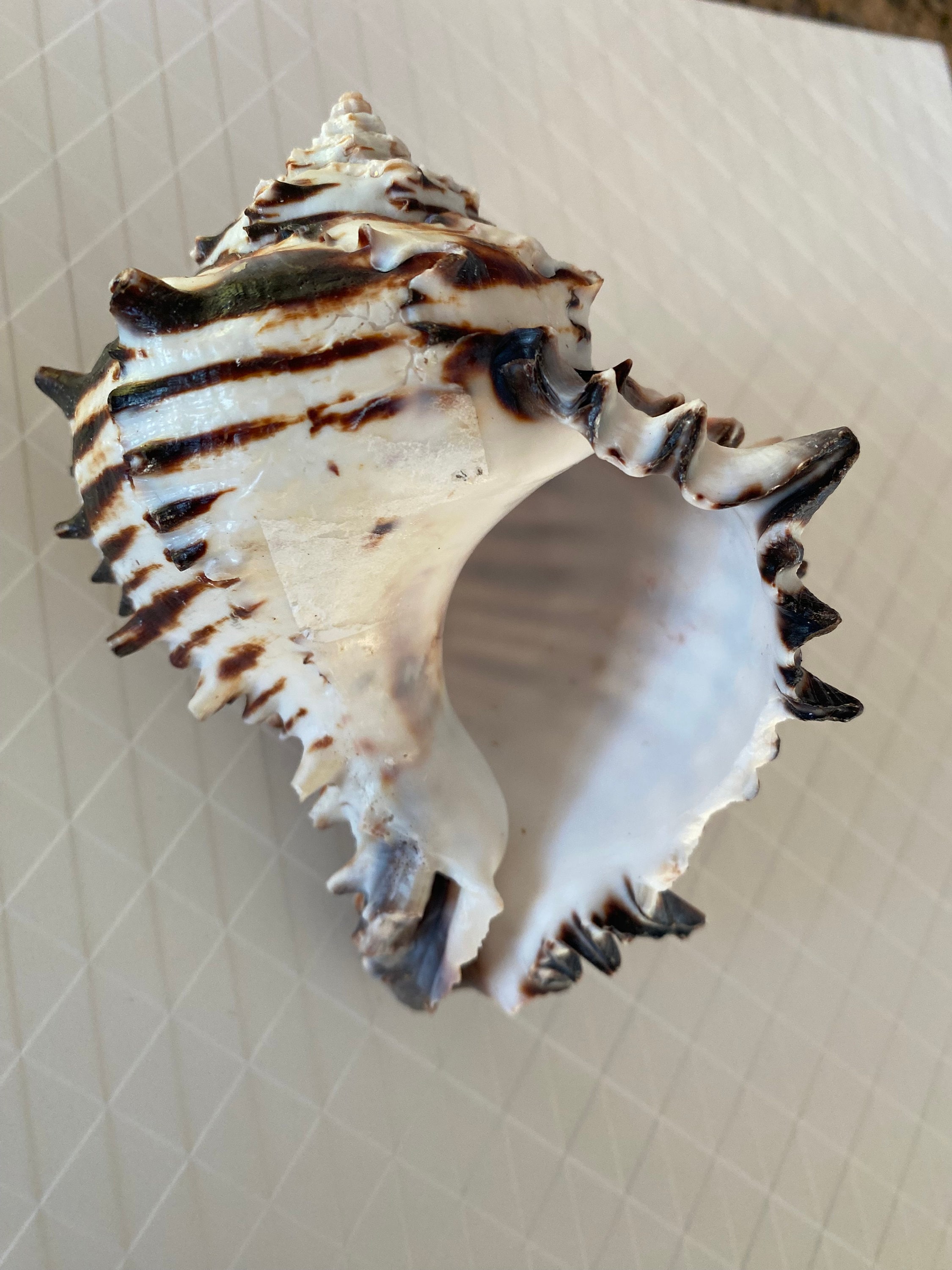 Large Murex Conch Seashell Black and White Spiral, Spiky Texture ...