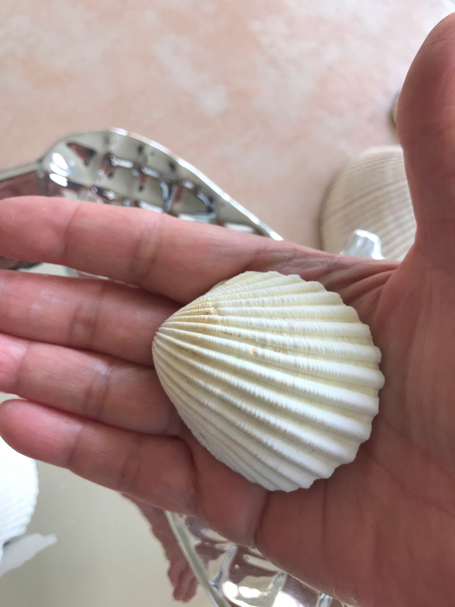 White Ark Clam Shells Medium Size, for Shell Craft Projects, for ...