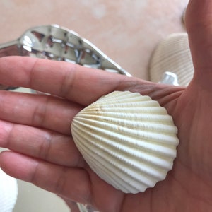 White Ark Clam Shells Medium Size, for Shell Craft Projects, for ...