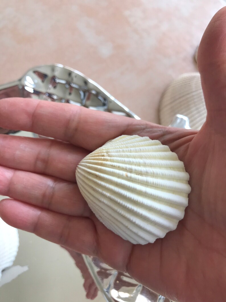 White Ark Clam Shells Medium Size, for Shell Craft Projects, for ...