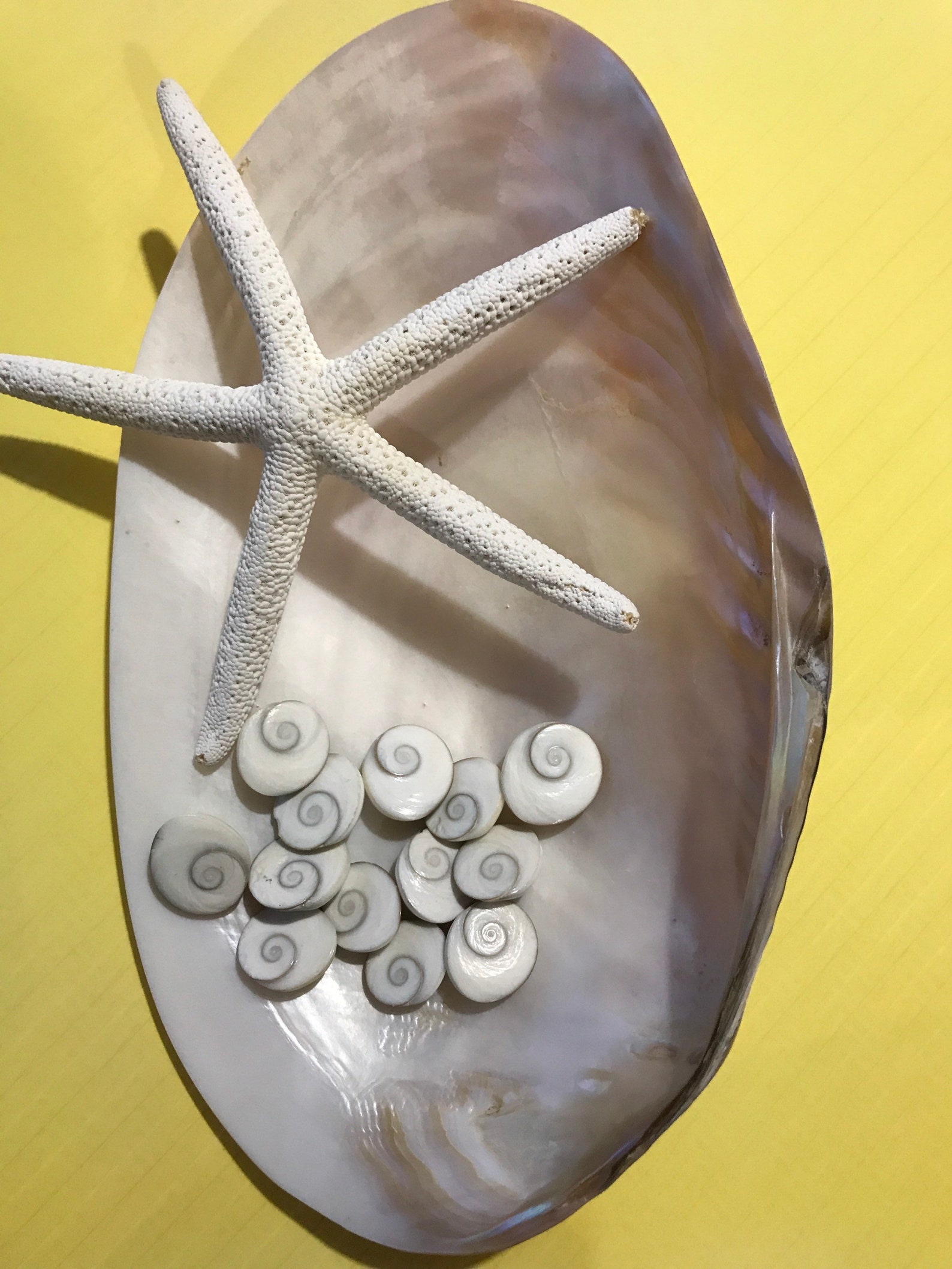 Giant Mussel Shell 9 Inches Natural and Magnificent Nature's Stunning ...