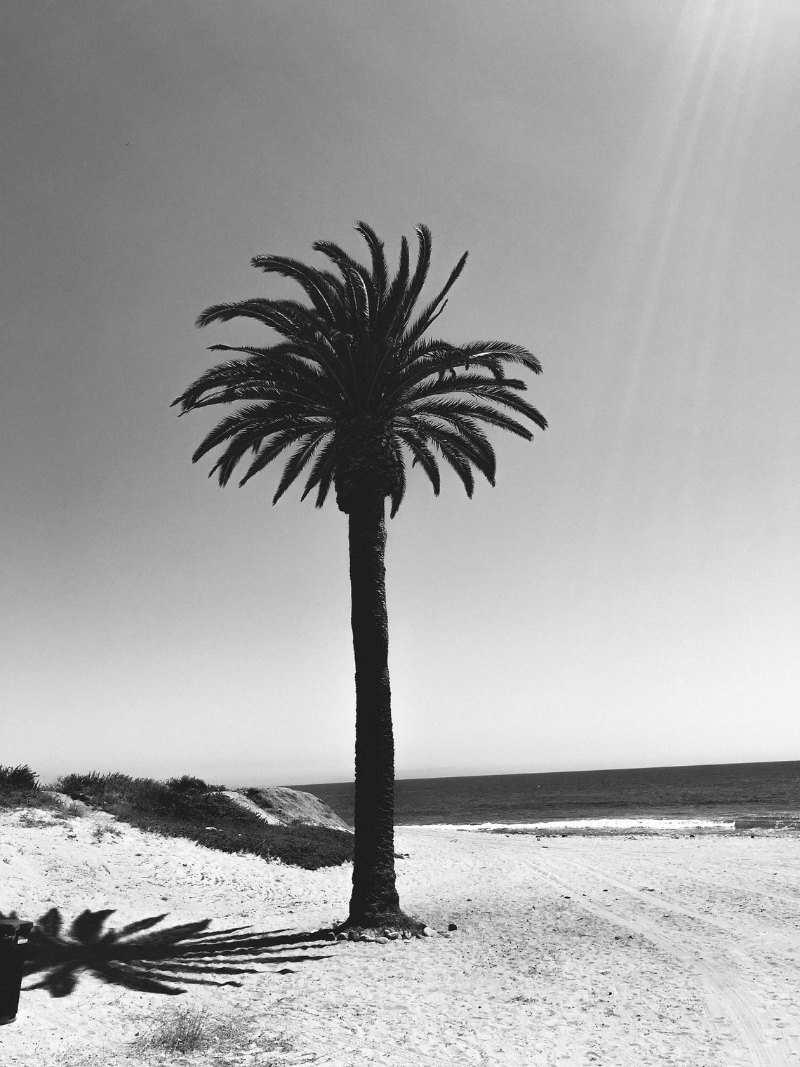 Palm Tree Fine Art Print, Gallery Quality, Wall Dekor, Interior, Custom ...