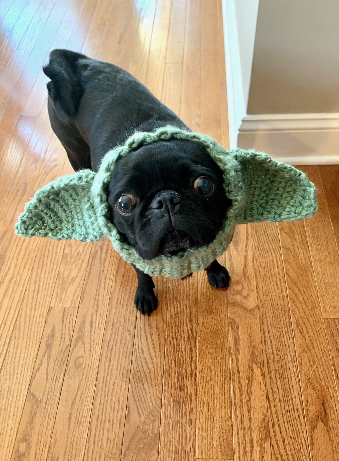 Pugs In Yoda Costumes