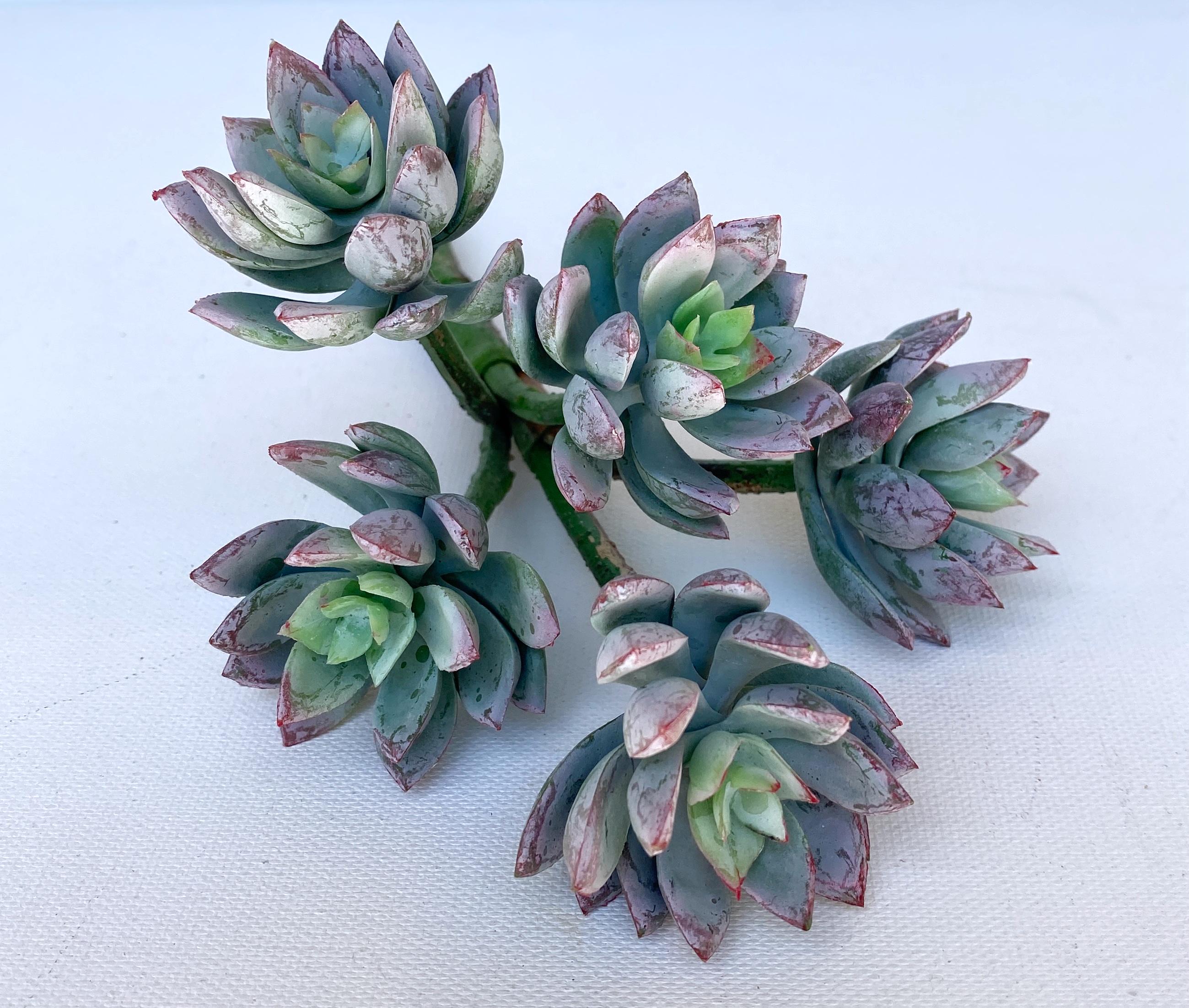 Artificial Succulent Pick With a Purple Touch - Echeveria Real Touch ...
