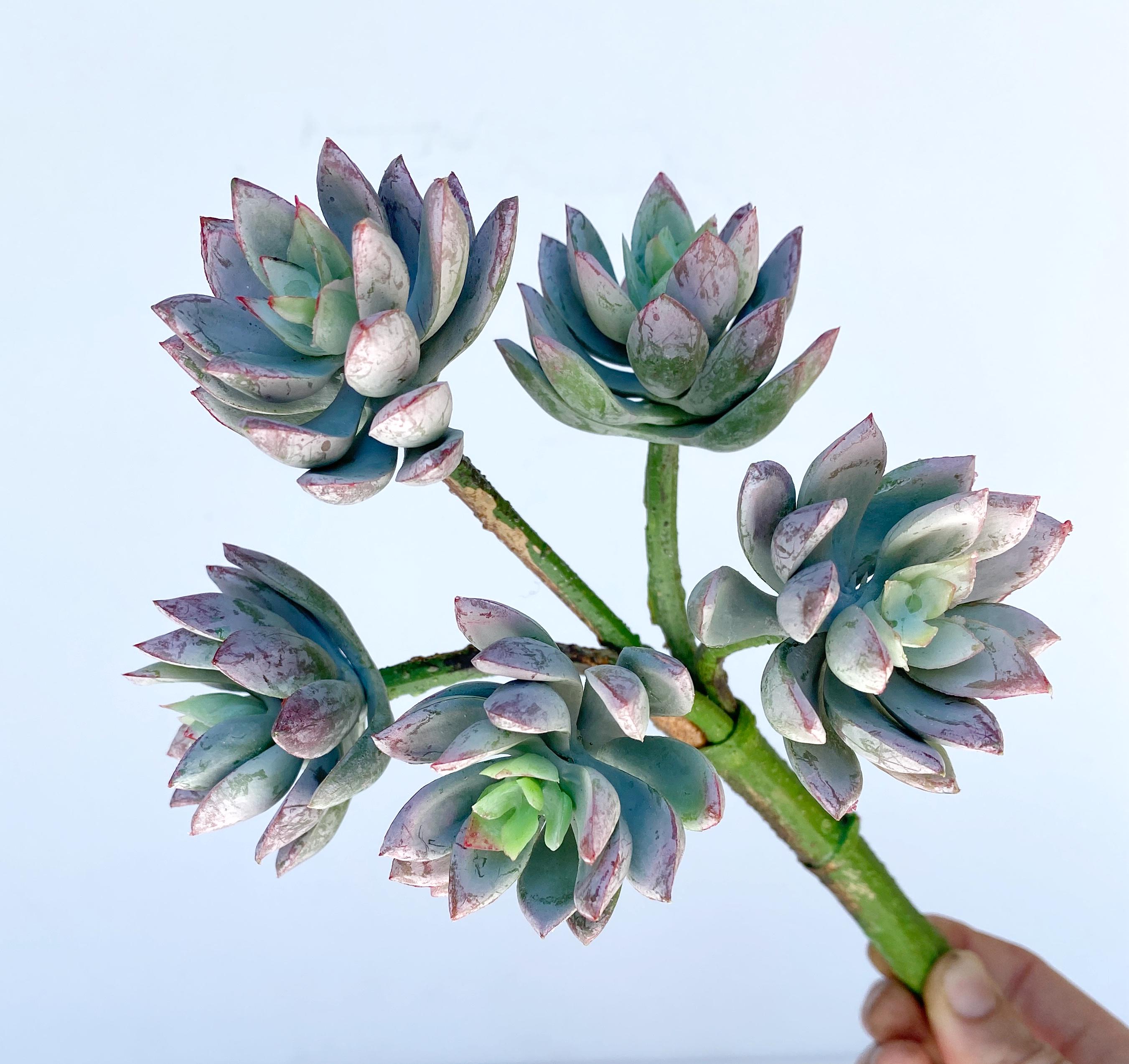 Artificial Succulent Pick With a Purple Touch - Echeveria Real Touch ...