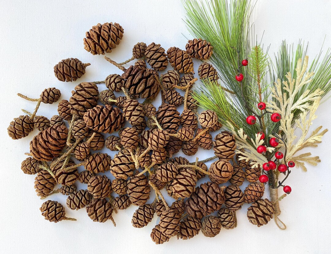 Sequoia Pine Cones for Decor & Crafting - Premium Natural Pine Cones ...