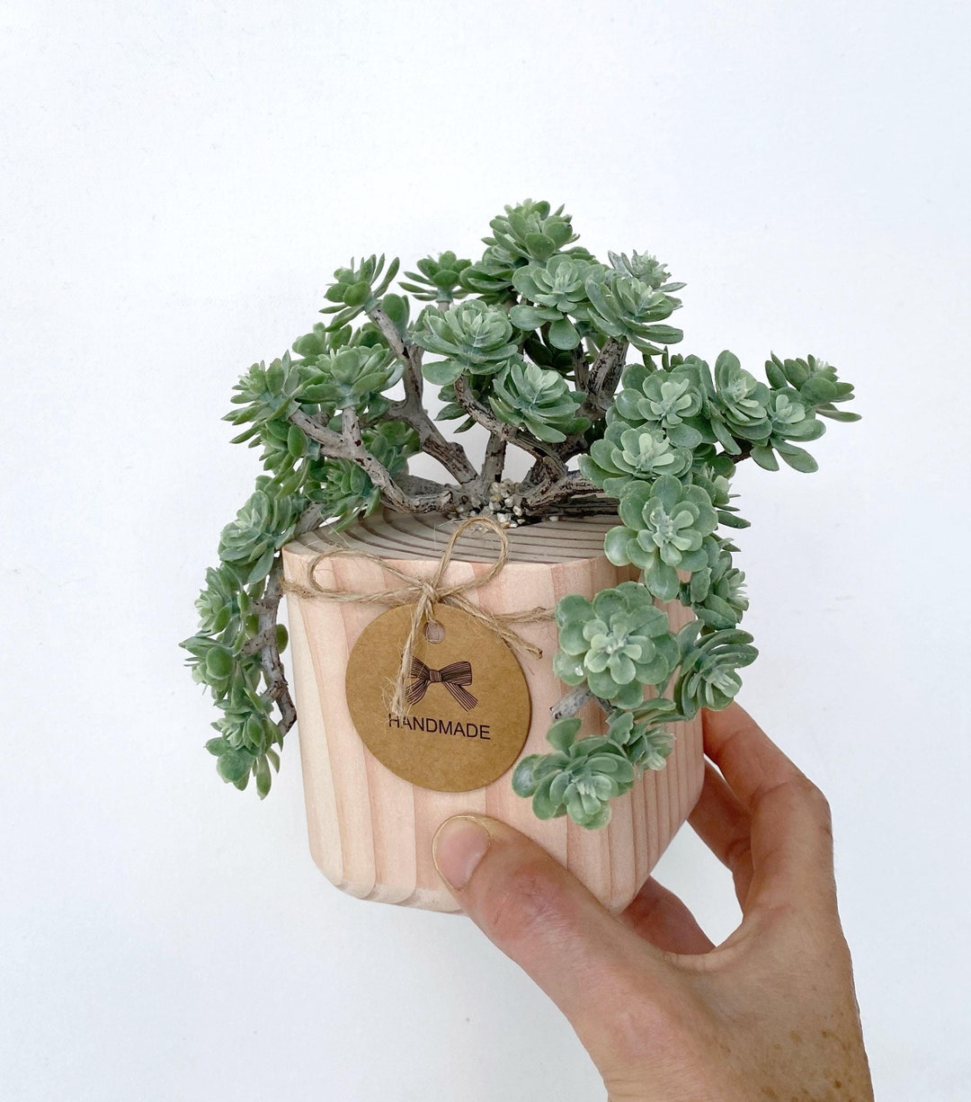 Succulent Plant in Handmade Wood Pot - Korean Succulent Plant ...