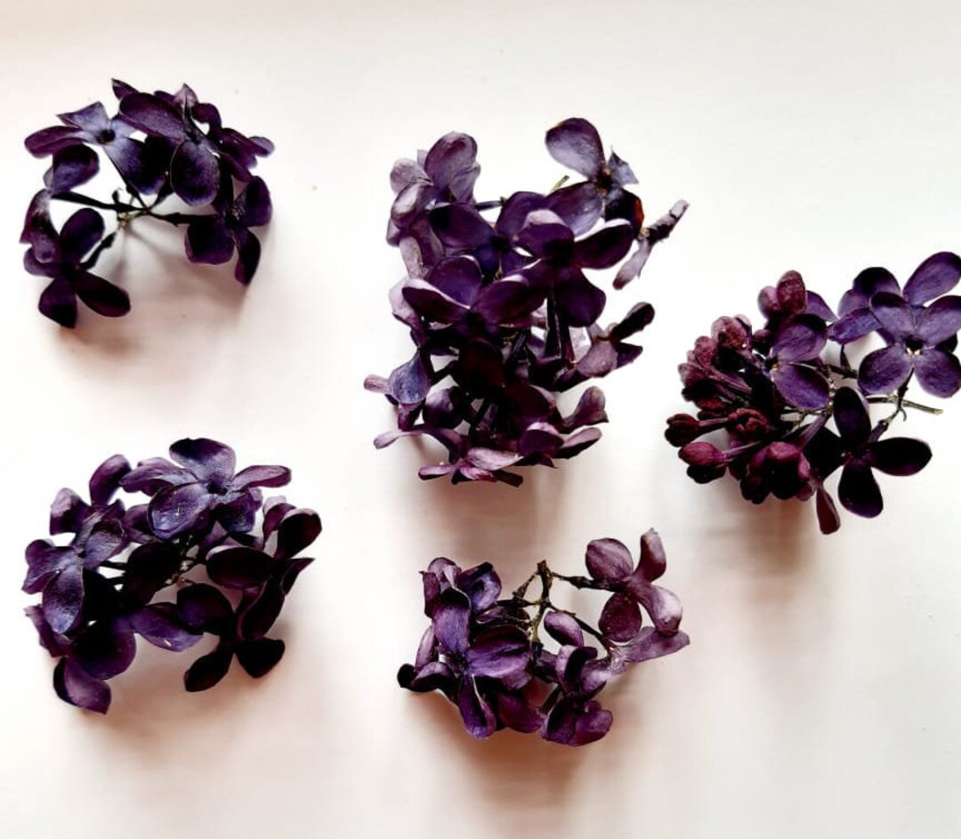 Dried Lilac, 5 Pcs - Etsy UK