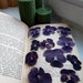 Set of Flowers, Pressed Violet 10 Pcs. Dry Flowers for Resin - Etsy
