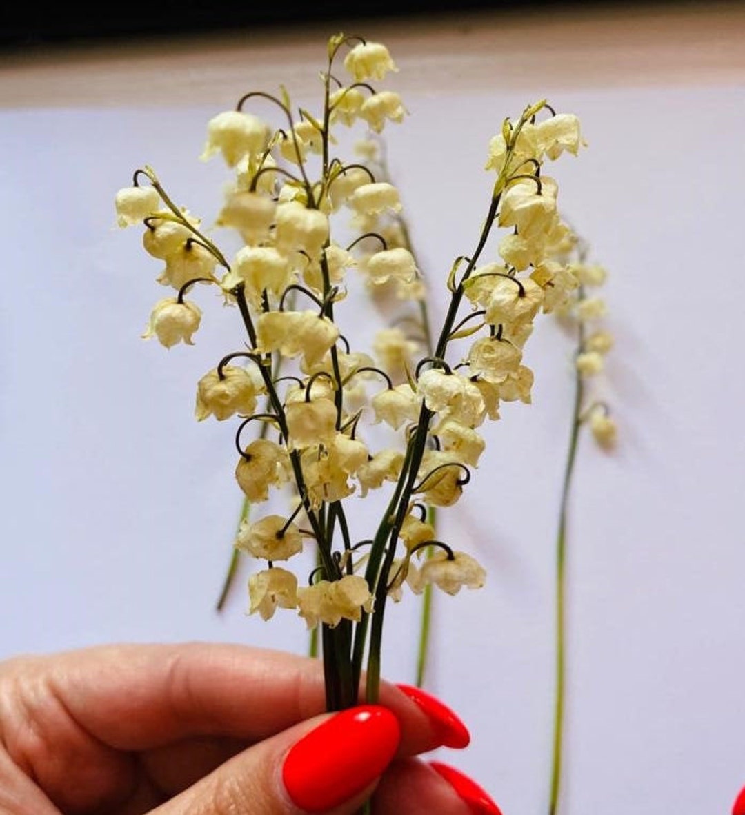 10 Pieces of Lily of the Valley Sprigs, Dried Flower. White Delicate ...