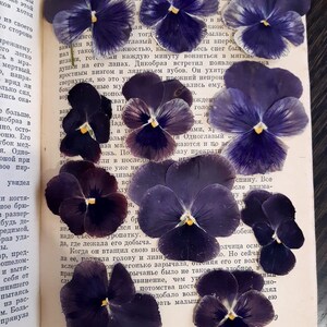 Set of Flowers, Pressed Violet 10 Pcs. Dry Flowers for Resin - Etsy